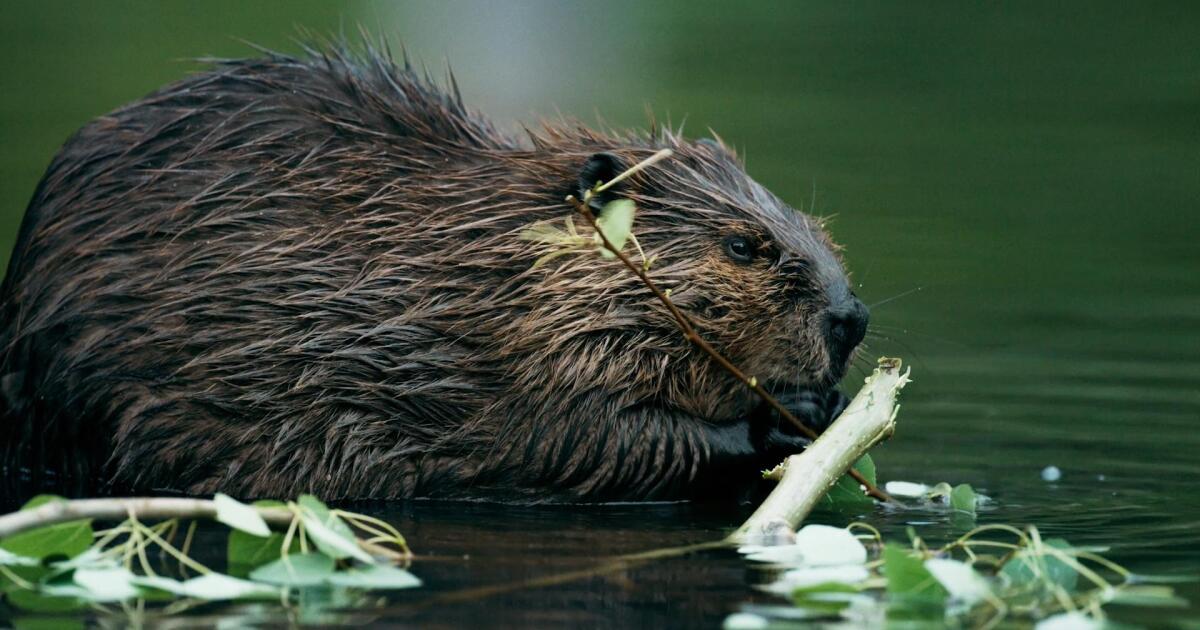 Watch The Beaver Boom: How One Rodent Shaped a Continent | Human ...