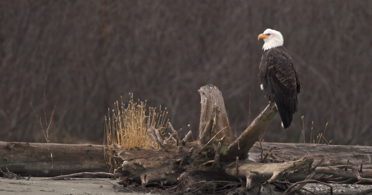 Watch Preview: The American Bald Eagle Preview | Iconic America Season ...