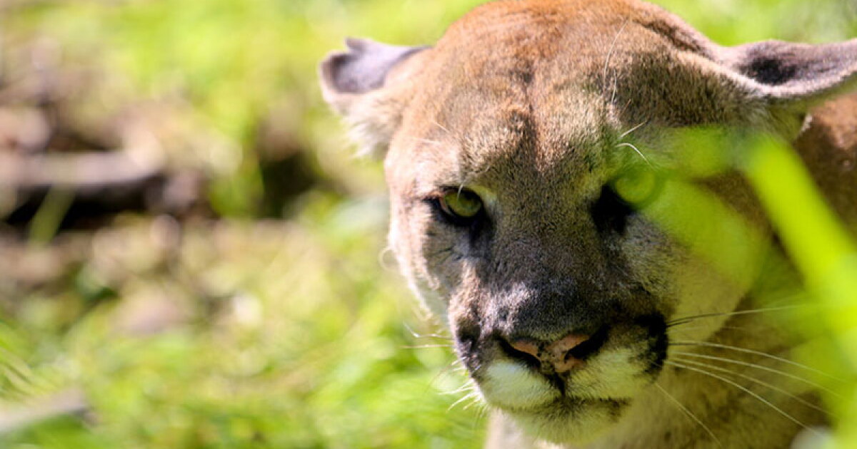 New Study Sheds Light On Mountain Lion Population | News & Public ...