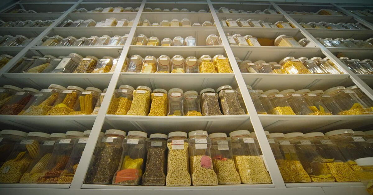 Watch How Corn Took Over the World | Human Footprint | PBS SoCal