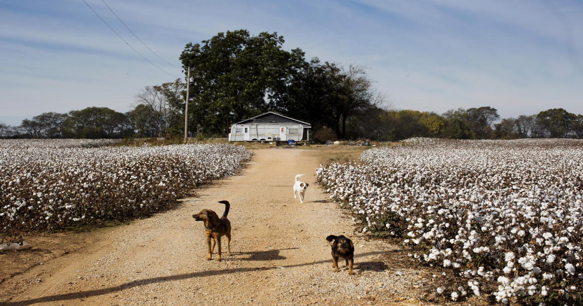 Watch Poverty-stricken past and present in the Mississippi Delta | PBS ...
