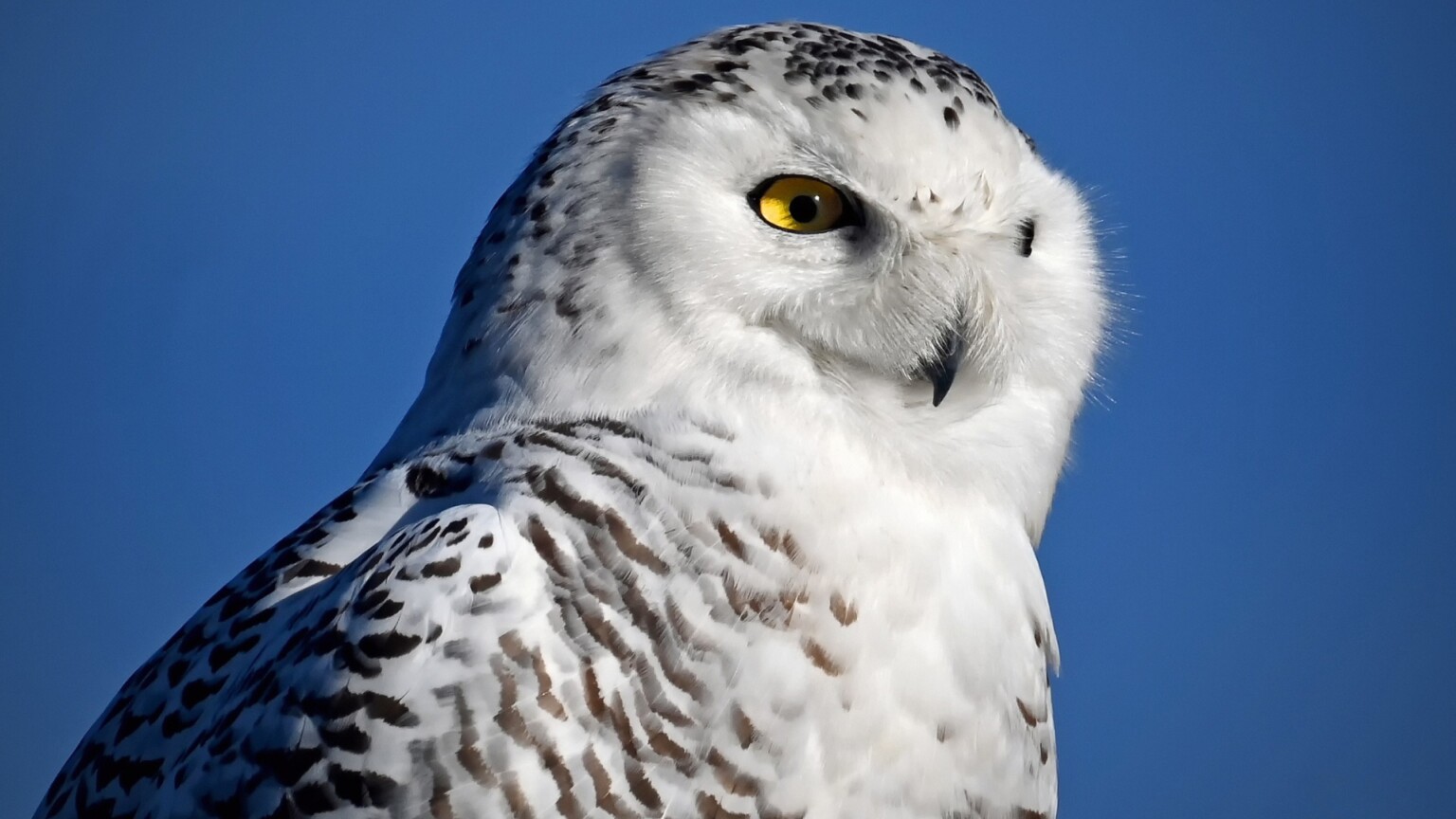 Stream VOCES American Historia: The Untold History of Latinos Seasons ...