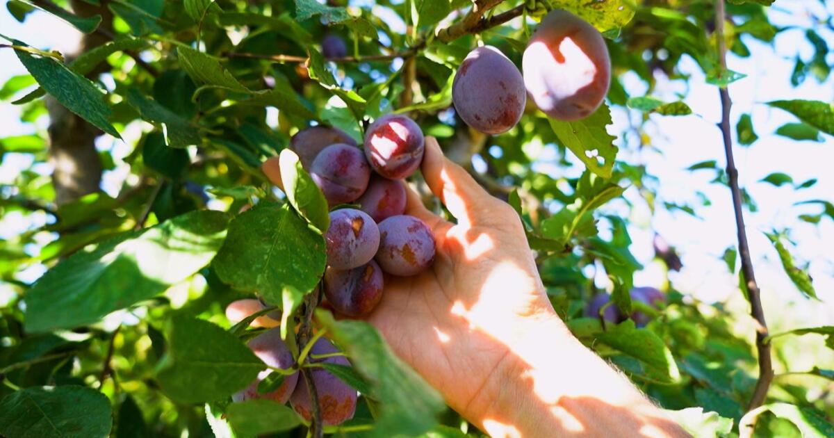 Watch The Prune Comeback | America's Heartland | PBS SoCal