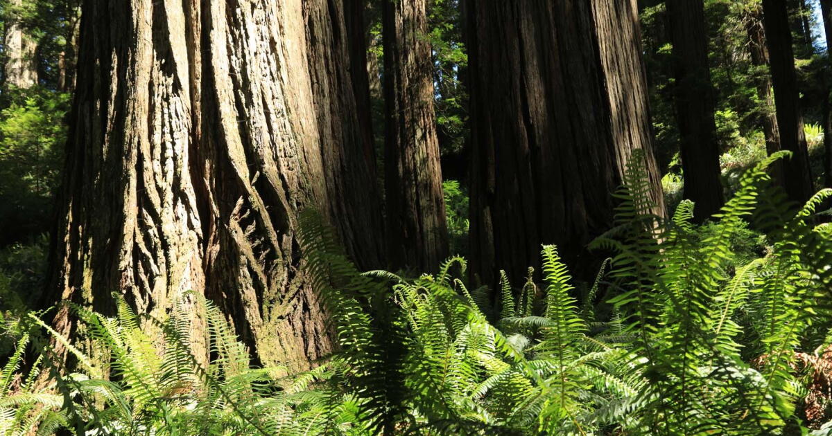 Watch The Redwoods | ViewFinder Season | PBS SoCal