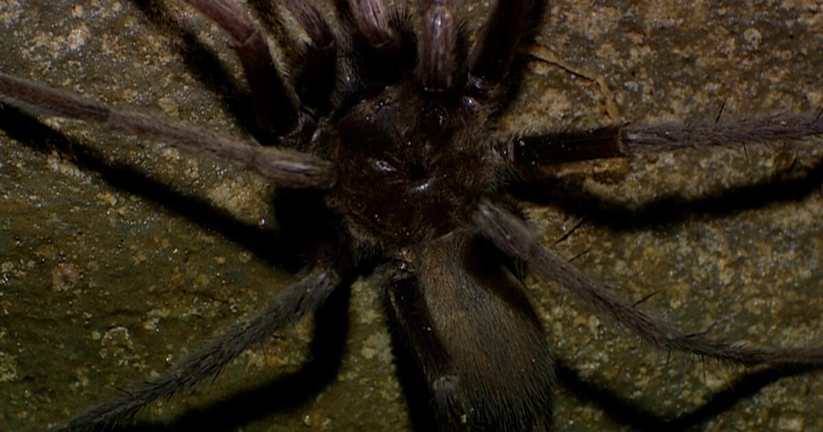 Watch True Adventures of the Ultimate Spider Hunter | Nature Season 24 ...