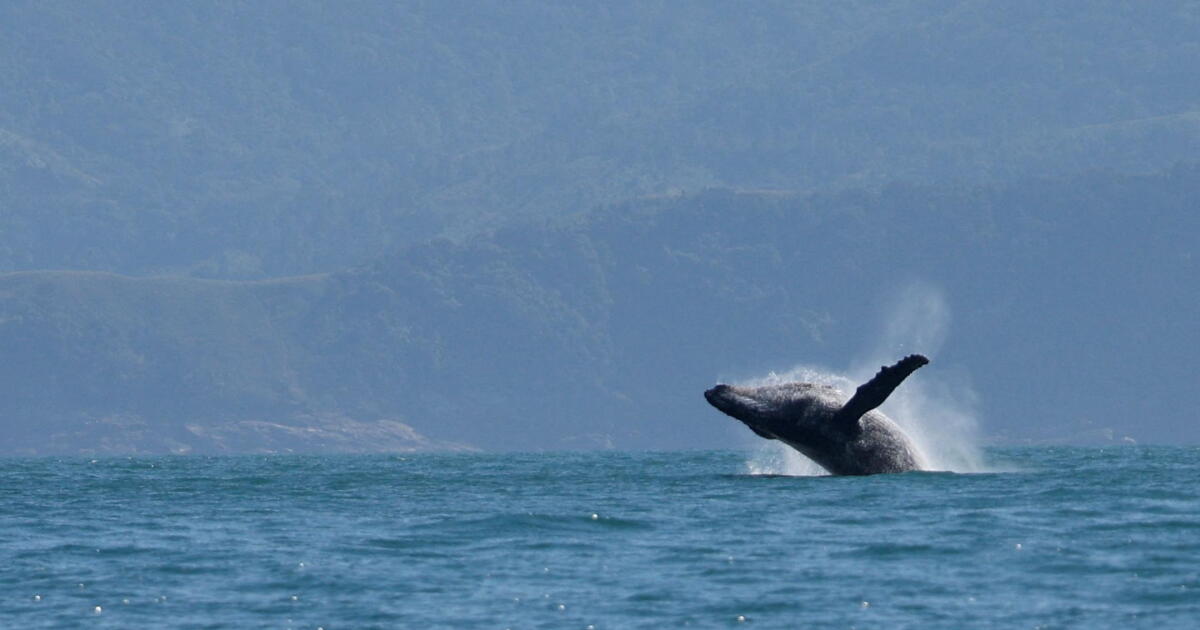 Watch Scientists track humpback whale migration with help from AI | PBS ...