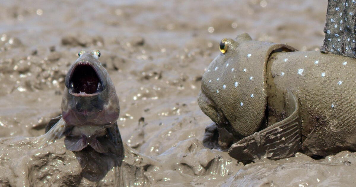 Watch Mudskipper Jumping Contest For Mate | Nature | PBS SoCal