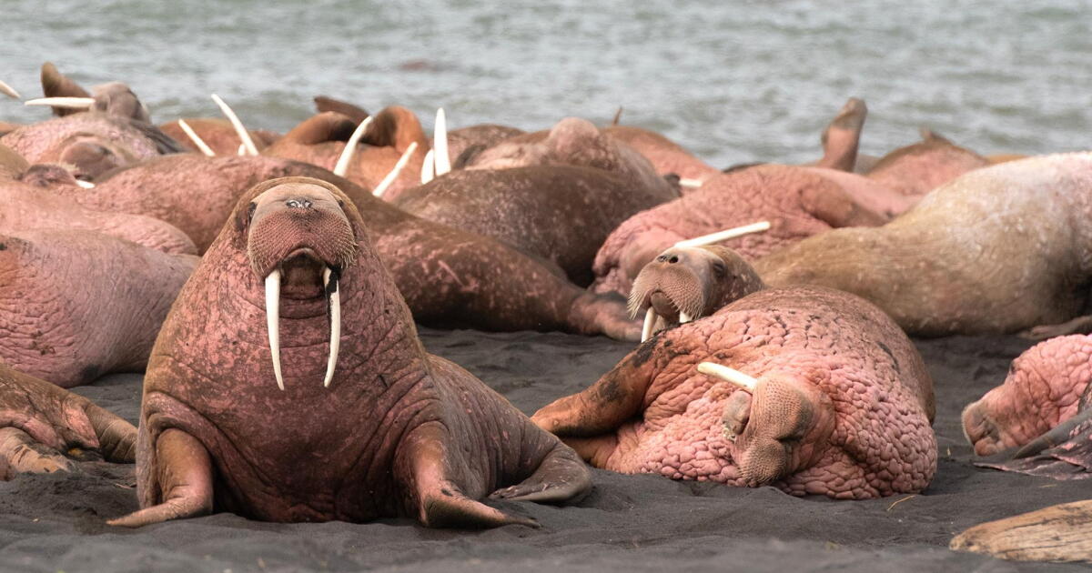 Watch Preview: Preview of Walrus: Life on Thin Ice | Nature Season ...