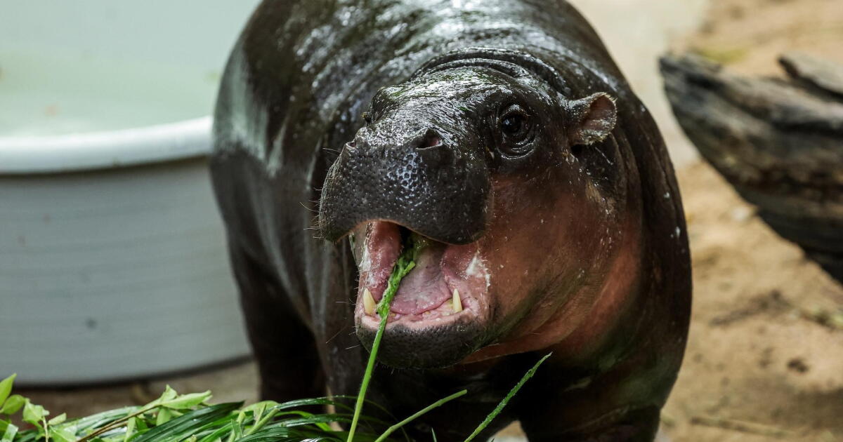 Watch Moo Deng, baby hippo who took social media by storm, turns 1 ...