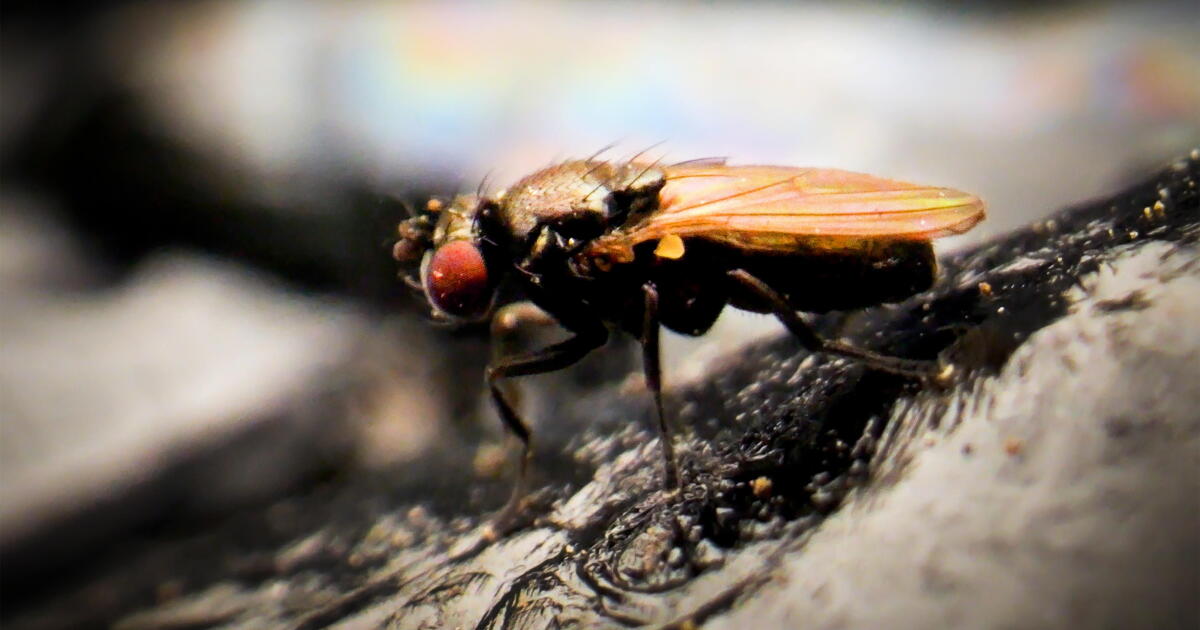 Watch Tar Pits Are a Death Trap. Except for This Fly. | Deep Look ...