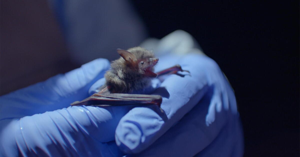 Watch Bat Vax | WILD HOPE | Nature | PBS SoCal