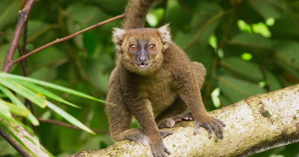 Watch Meet One of the World’s Rarest Lemurs | Nature | PBS SoCal