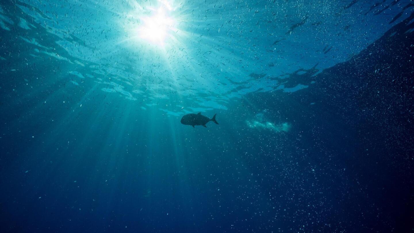 Stream Hope in the Water Seasons & Full Episodes | PBS SoCal