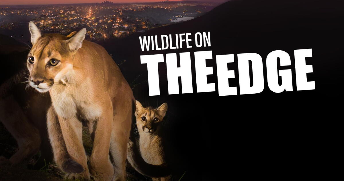 Stream Wildlife on the Edge Seasons & Full Episodes | PBS SoCal