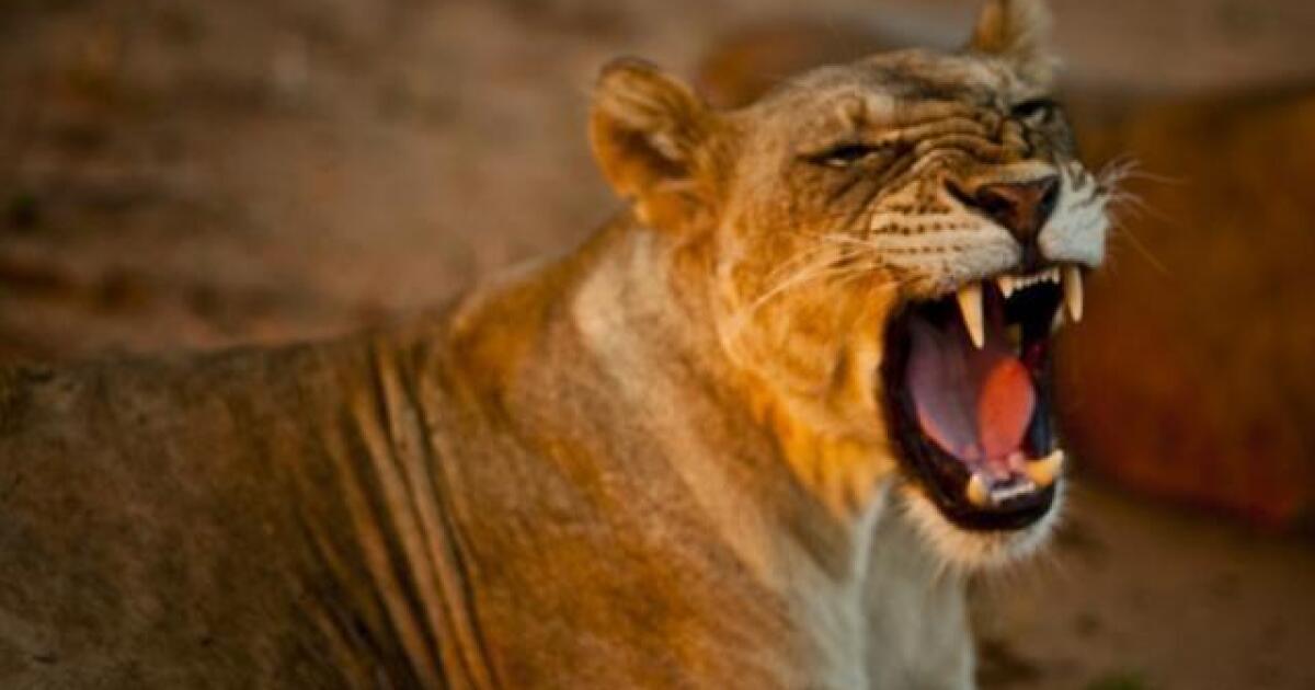 Watch Preview: Elsa's Legacy: The Born Free Story | Nature Season | PBS ...