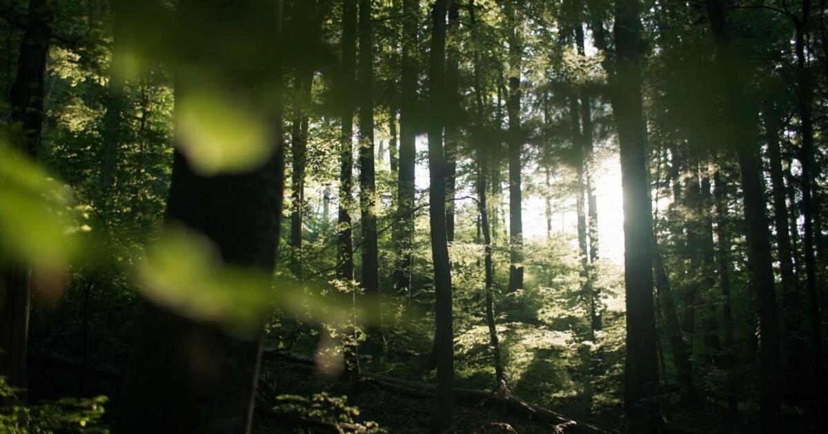 Watch Why Just Planting Trees Won’t Save the Planet | NOVA | PBS SoCal