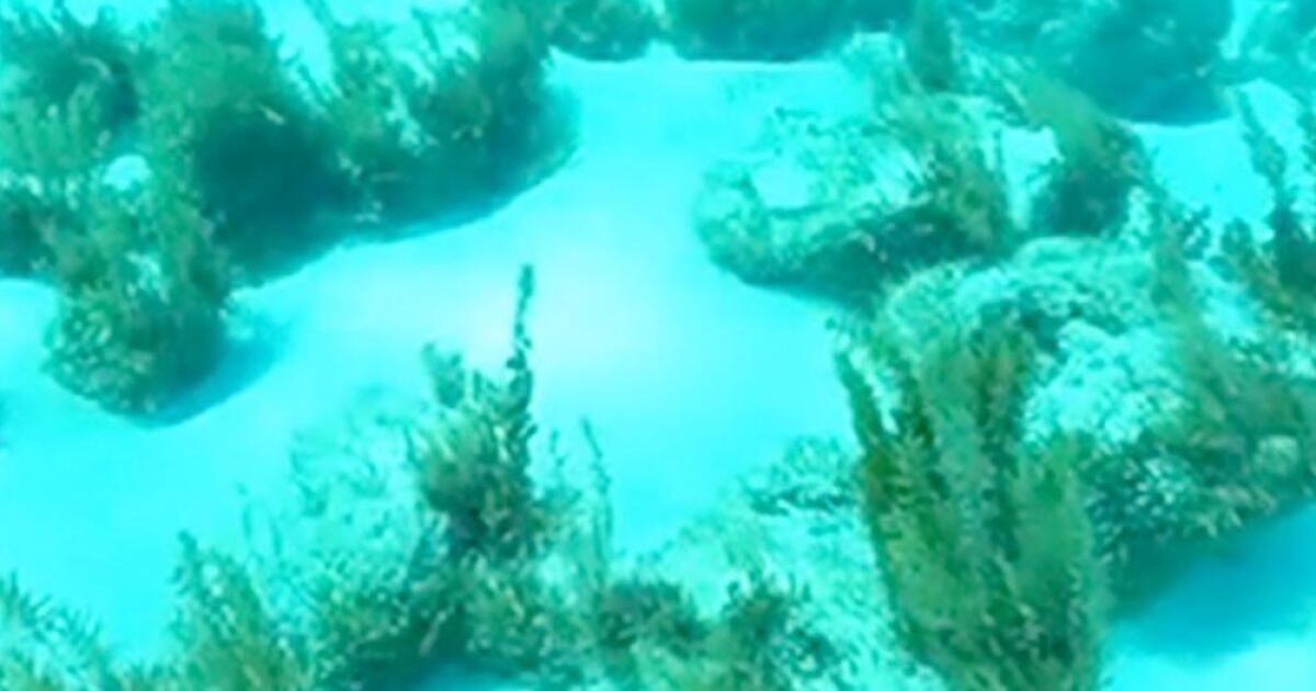 Watch Exuma Cays 2 | NOVA | PBS SoCal