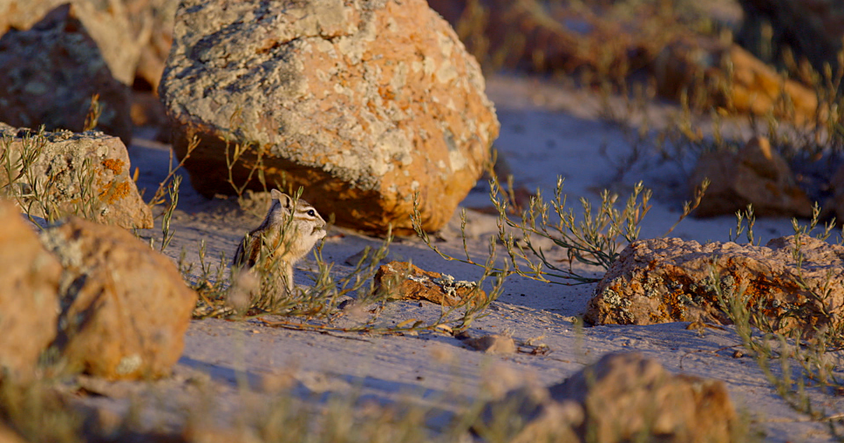 Watch Mammal Survivors | NOVA | PBS SoCal