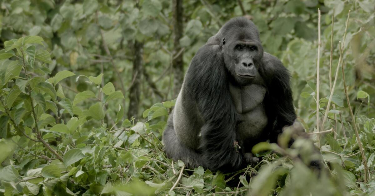 Watch Preview: Preview of Silverback | Nature Season | PBS SoCal