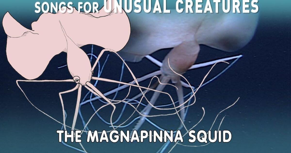 Magnapinna Squid | PBS SoCal