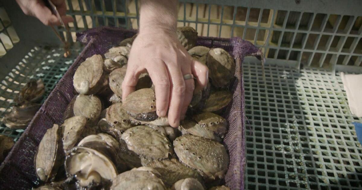 Watch How The Cultured Abalone Farm Could Be Key to Conservation ...