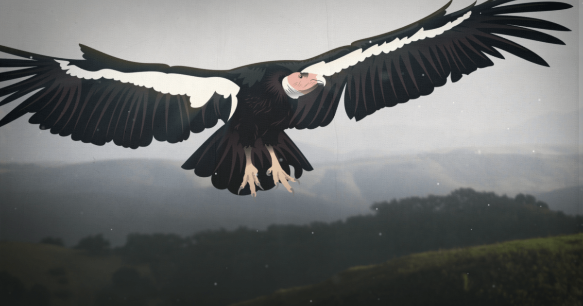 Watch The Giant Bird That Got Lost in Time | Eons Season 2 | PBS SoCal