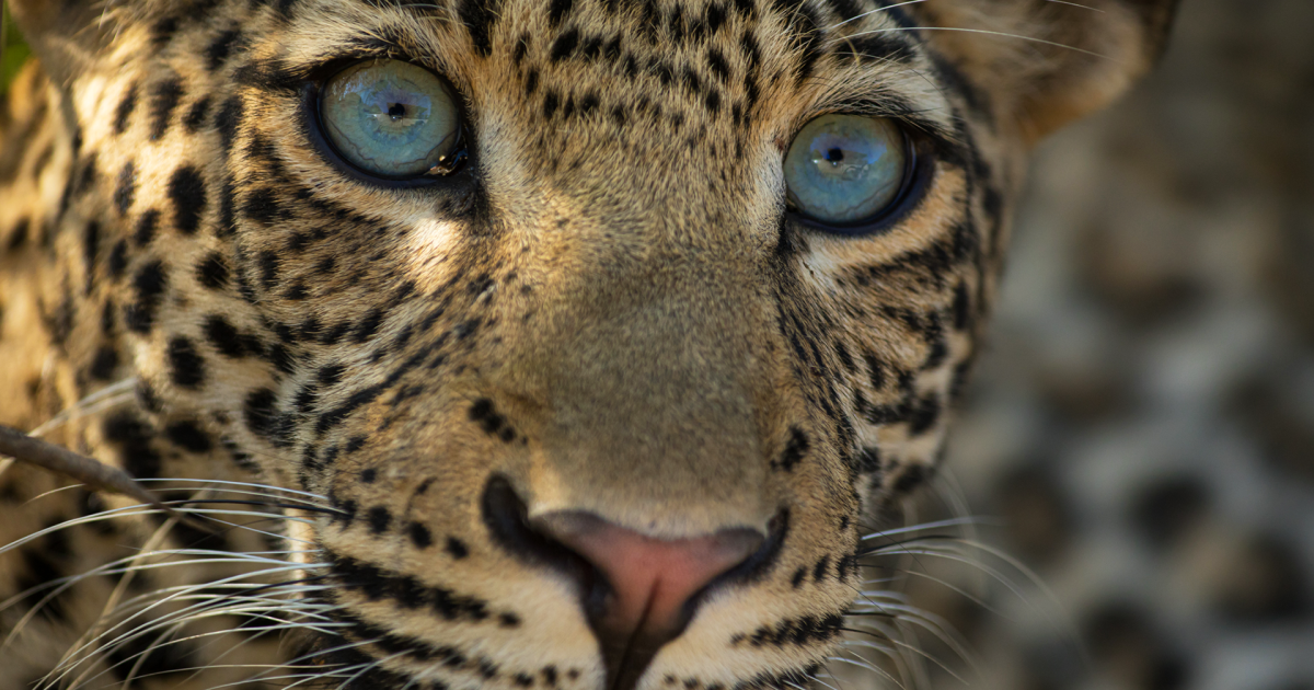 Preview of The Leopard Legacy | PBS SoCal