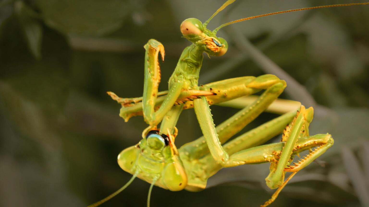 Stream Deep Look Seasons & Full Episodes | PBS SoCal