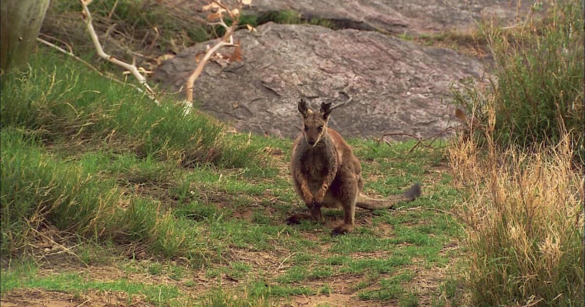 Watch Outpost of the Outback | The Desert Speaks Season 16 | PBS SoCal