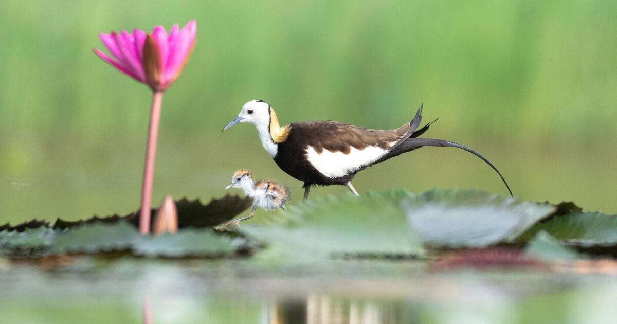 Watch Parenthood Episodes & Clips | Nature | PBS SoCal