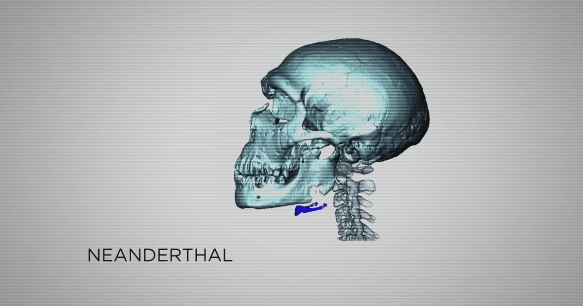 Watch Neanderthal Vocalization | Neanderthal | PBS SoCal