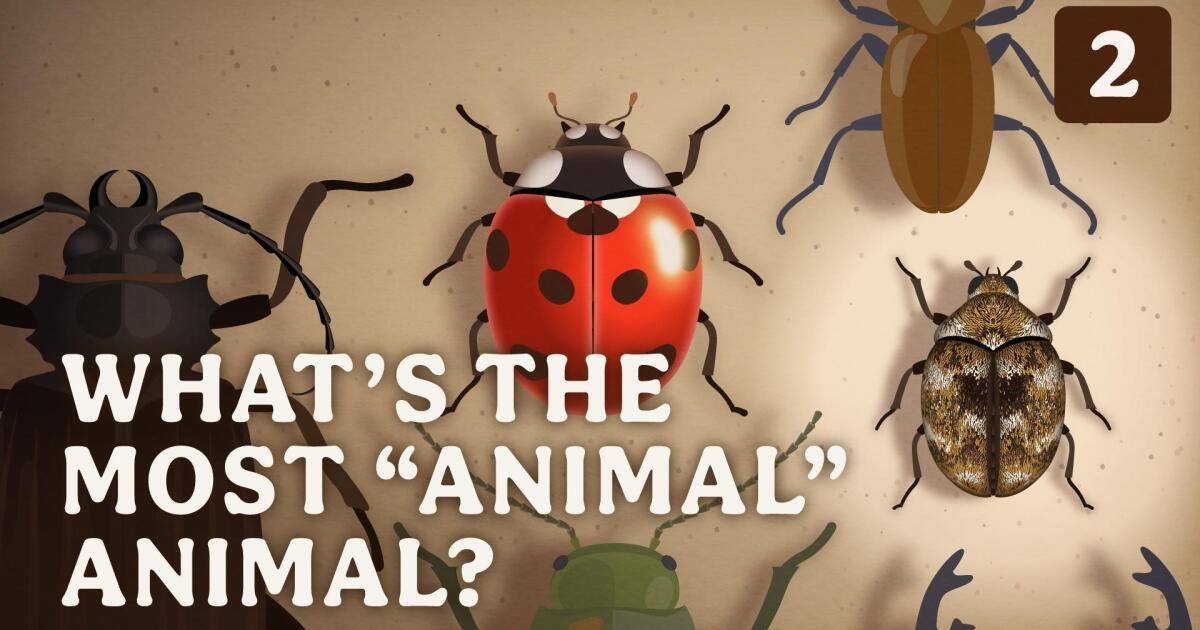 Watch What’s the Most “Animal” Animal? | Crash Course Zoology Season 1 ...