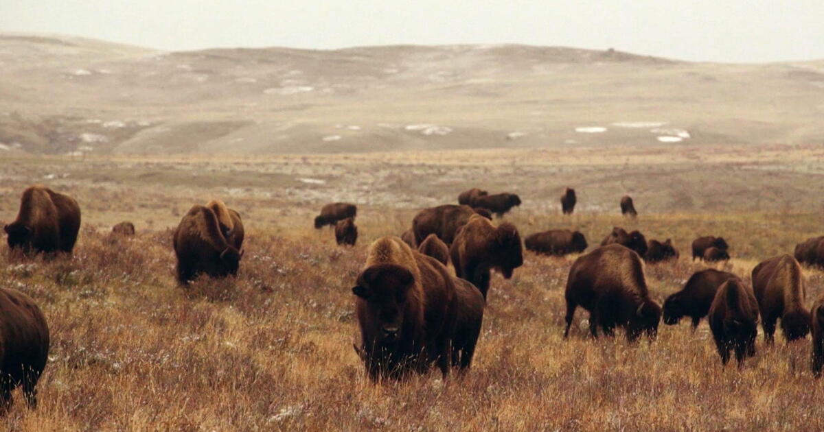Watch Bring Them Home | The American Buffalo | PBS SoCal