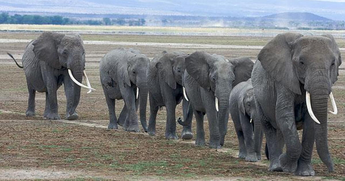 Watch Preview: Echo: An Elephant to Remember - Preview | Nature Season ...