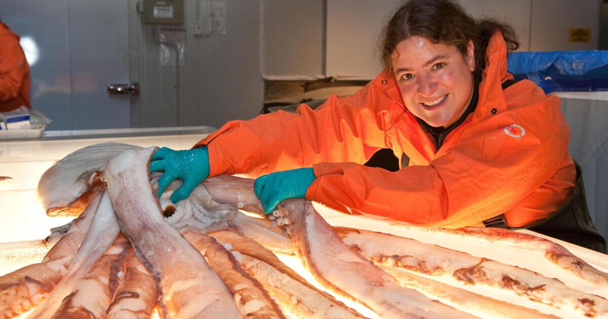 Watch Giant Squid | Inside Nature's Giants Season 1 | PBS SoCal