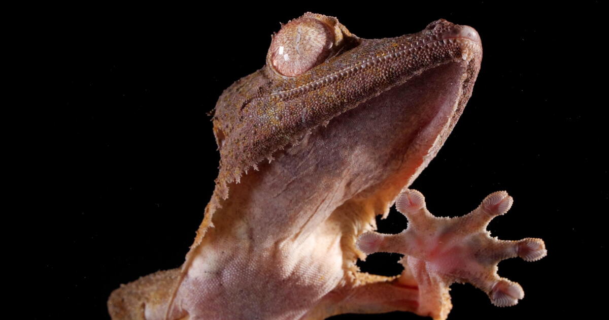 Watch Gecko Grip: It’s Atomic (Really) | Deep Look Season 10 | PBS SoCal