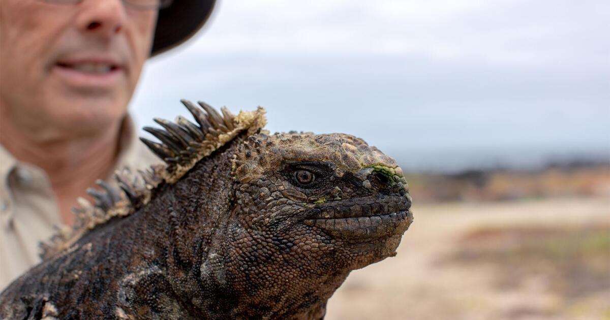 Watch The Marine Iguanas' Unusual Shrinking Adaptation | Evolution ...