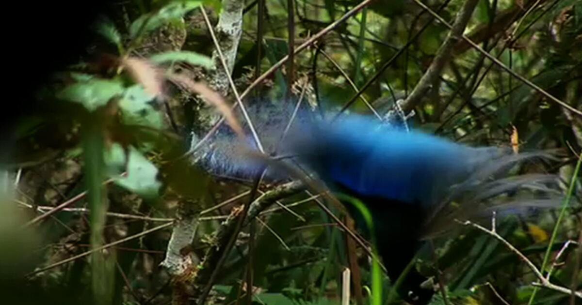 blue bird of paradise habitat
