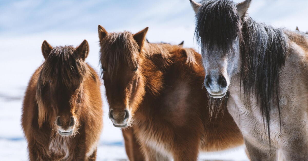 Watch Equus "Story of the Horse" Episodes & Clips | Nature | PBS SoCal