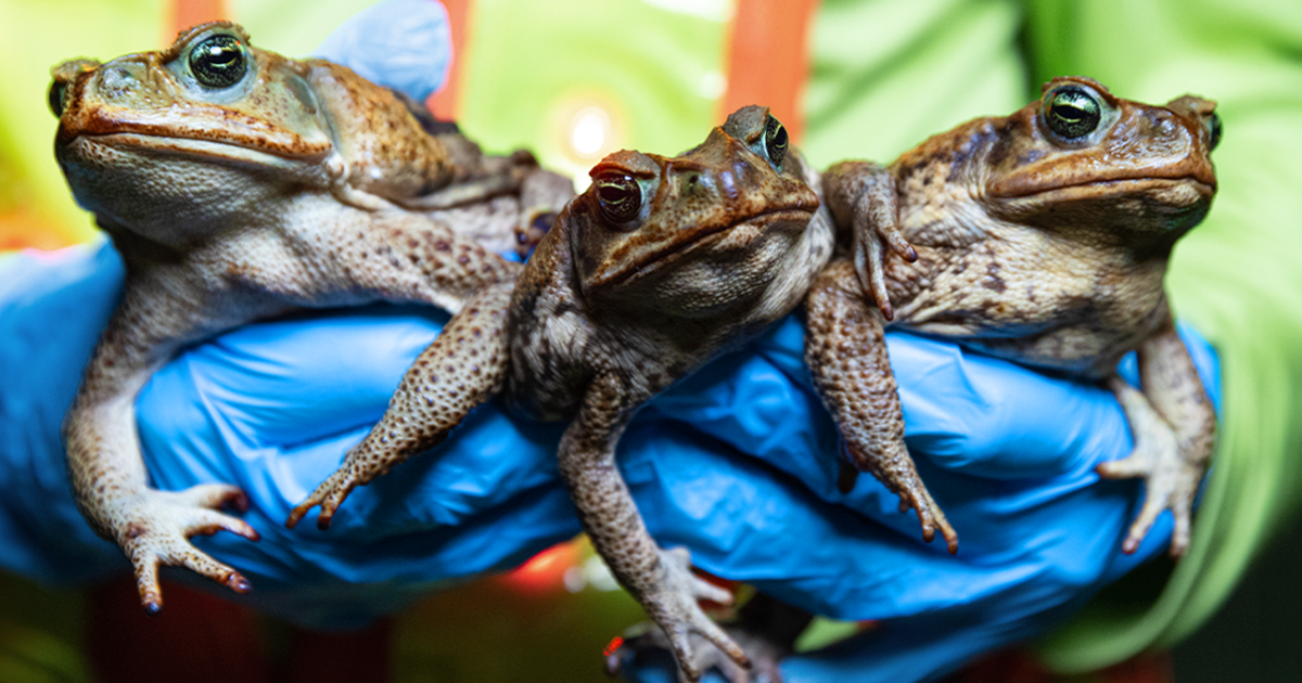 Watch Invasion of the Toxic Toads: Nature's Most Successful Failure ...
