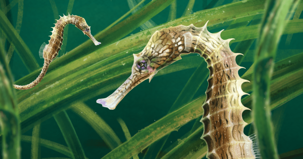 Watch How Plate Tectonics Gave Us Seahorses | Eons Season 5 | PBS SoCal