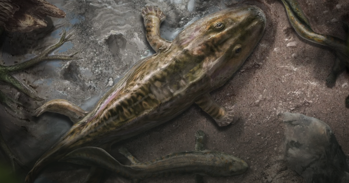 Watch Crawling Out Of The Water Was An Evolutionary Accident | Eons ...