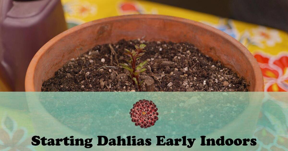 Watch Starting Dahlias Early Indoors | Let's Grow Stuff Season 4 | PBS ...